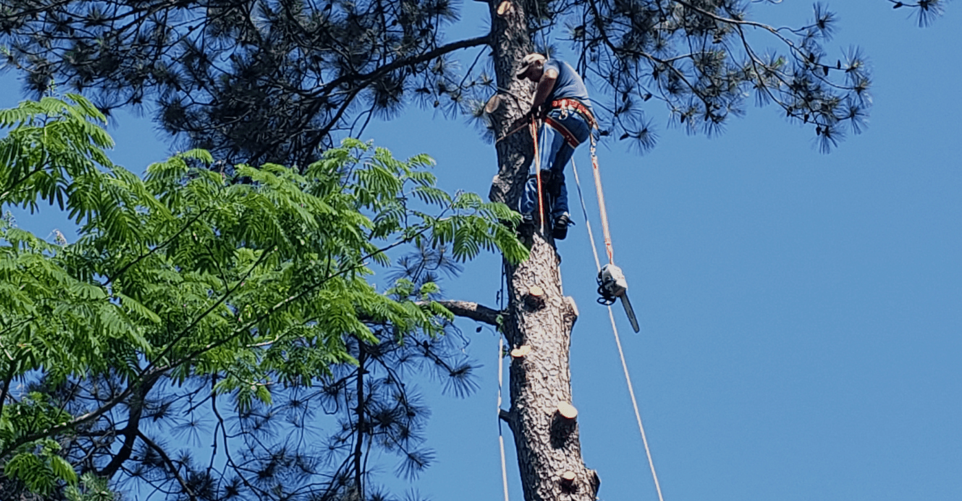 GreenTech Services Offers Tree Services in McCalla, AL 35111